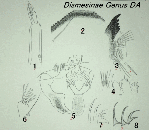 Diamesinae